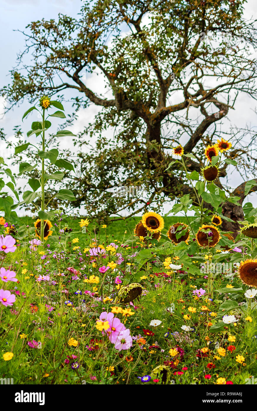 Flower field with many colorful wild flowers Stock Photo - Alamy