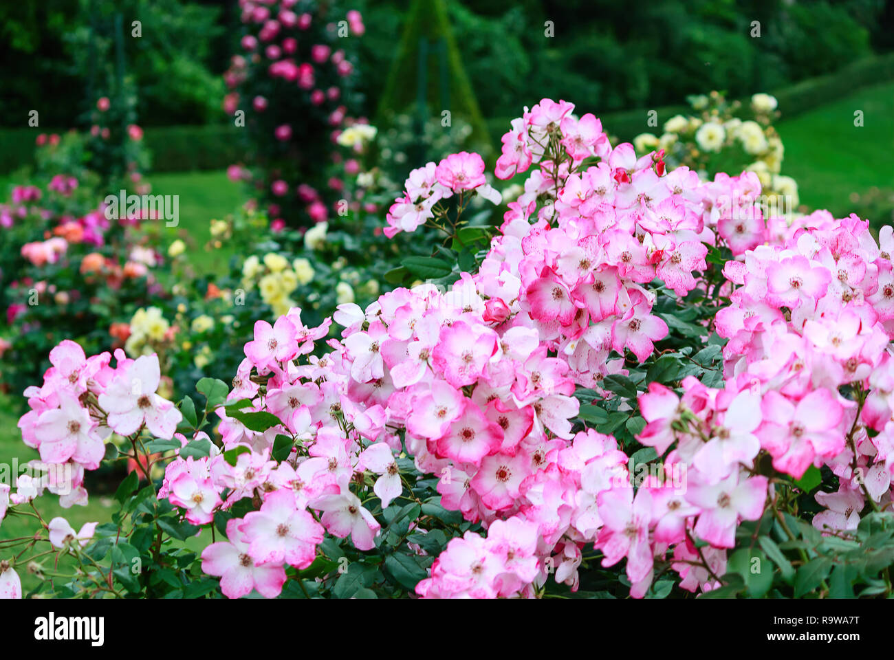 Ornamental Shrub Rose High Resolution Stock Photography and Images - Alamy