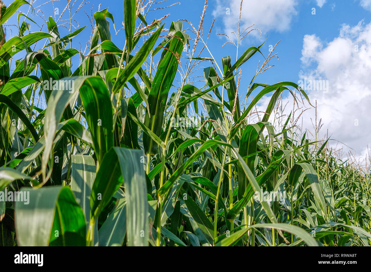German corn growing germany hi-res stock photography and images - Alamy