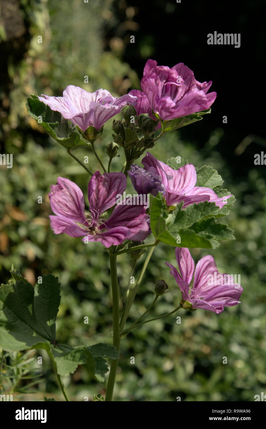 Bright flower of Malva officinalis in Swiss Summer garden Stock Photo ...