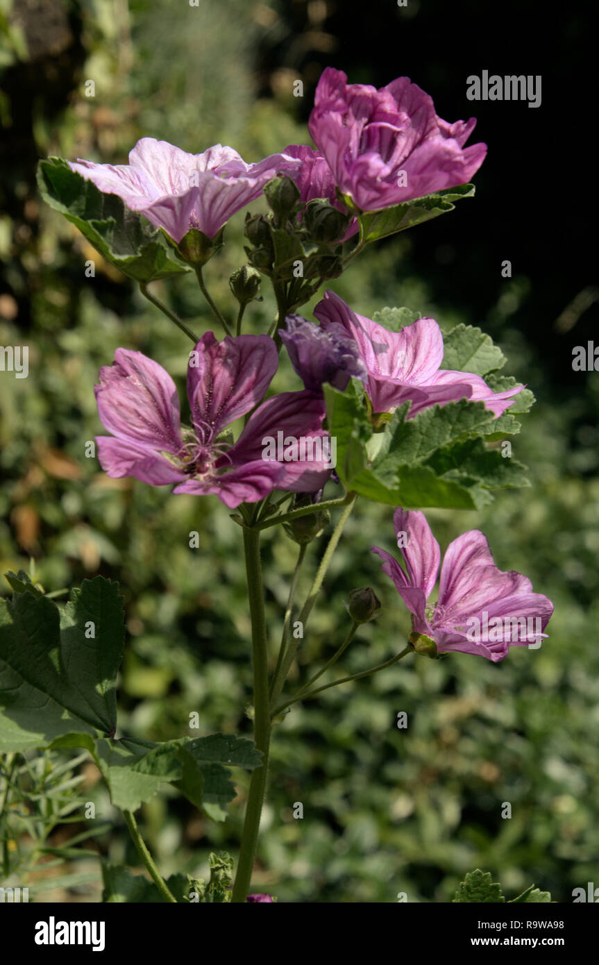 Bright flower of Malva officinalis in Swiss Summer garden Stock Photo ...