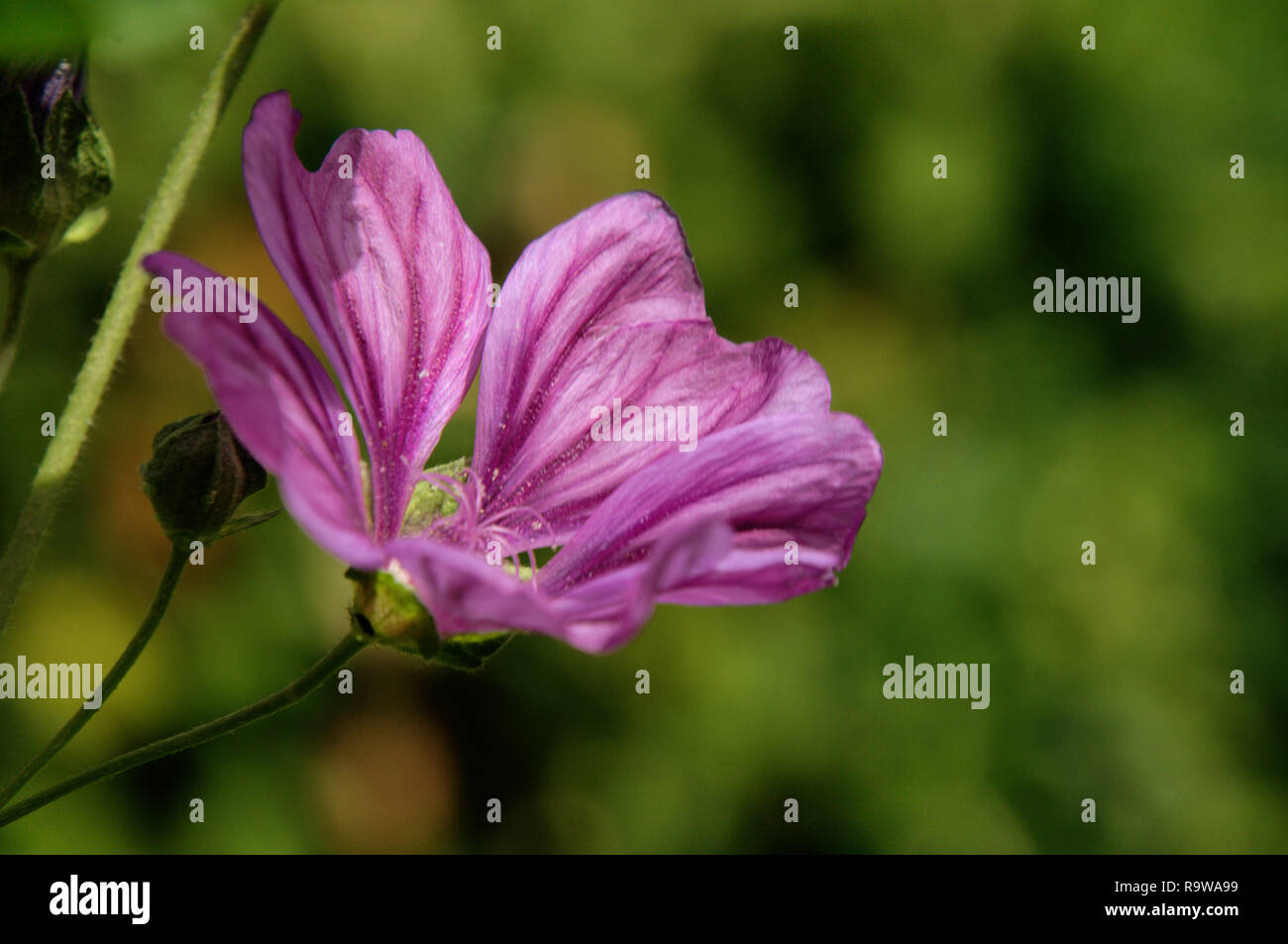 Bright flower of Malva officinalis in Swiss Summer garden Stock Photo ...