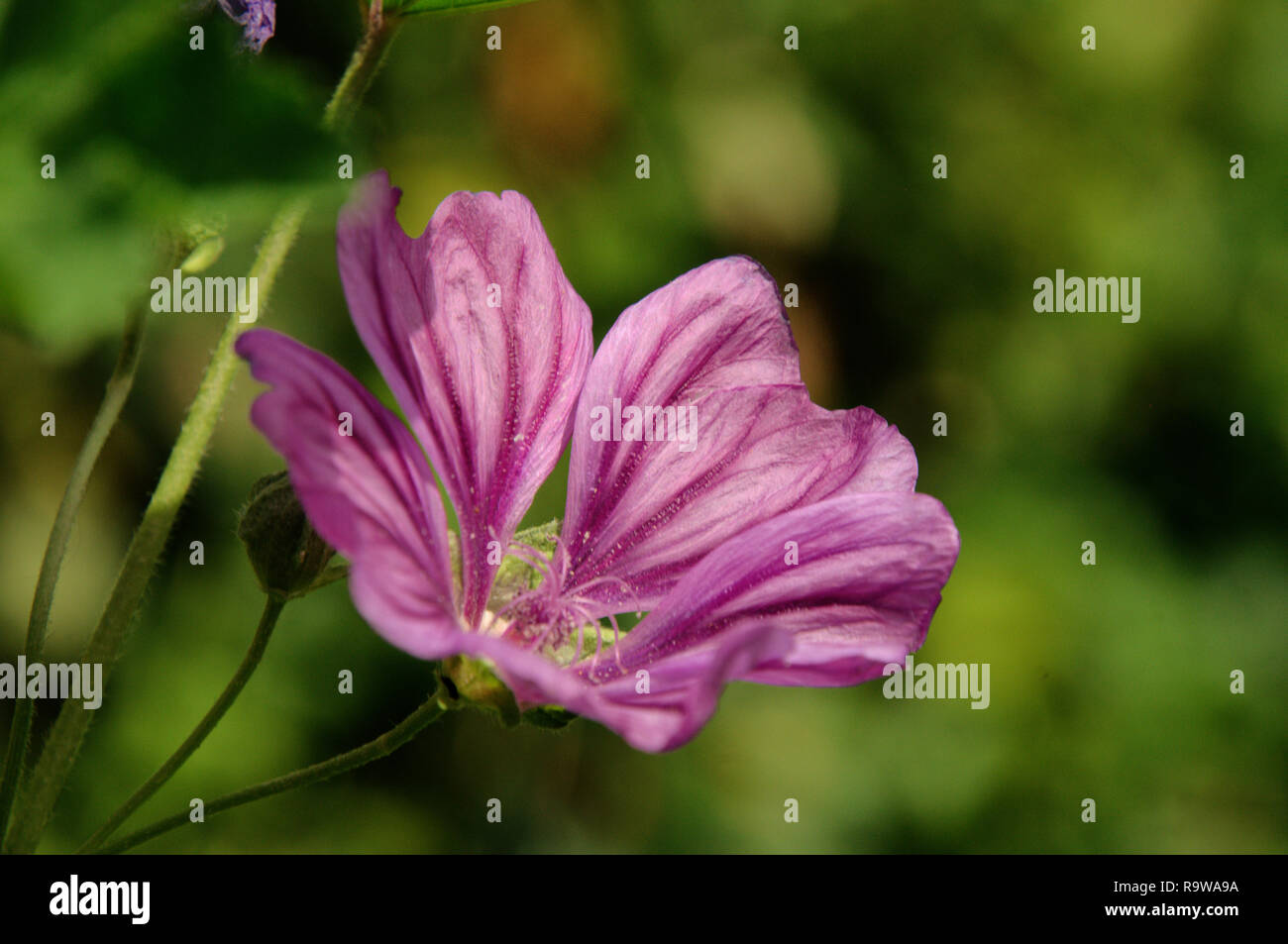 Bright flower of Malva officinalis in Swiss Summer garden Stock Photo ...