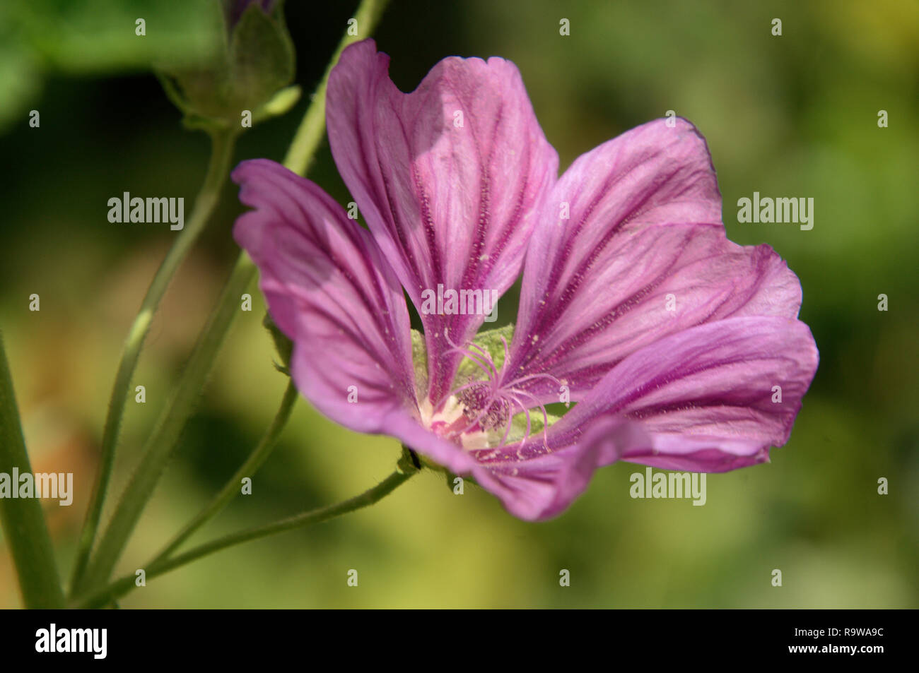 Bright flower of Malva officinalis in Swiss Summer garden Stock Photo ...