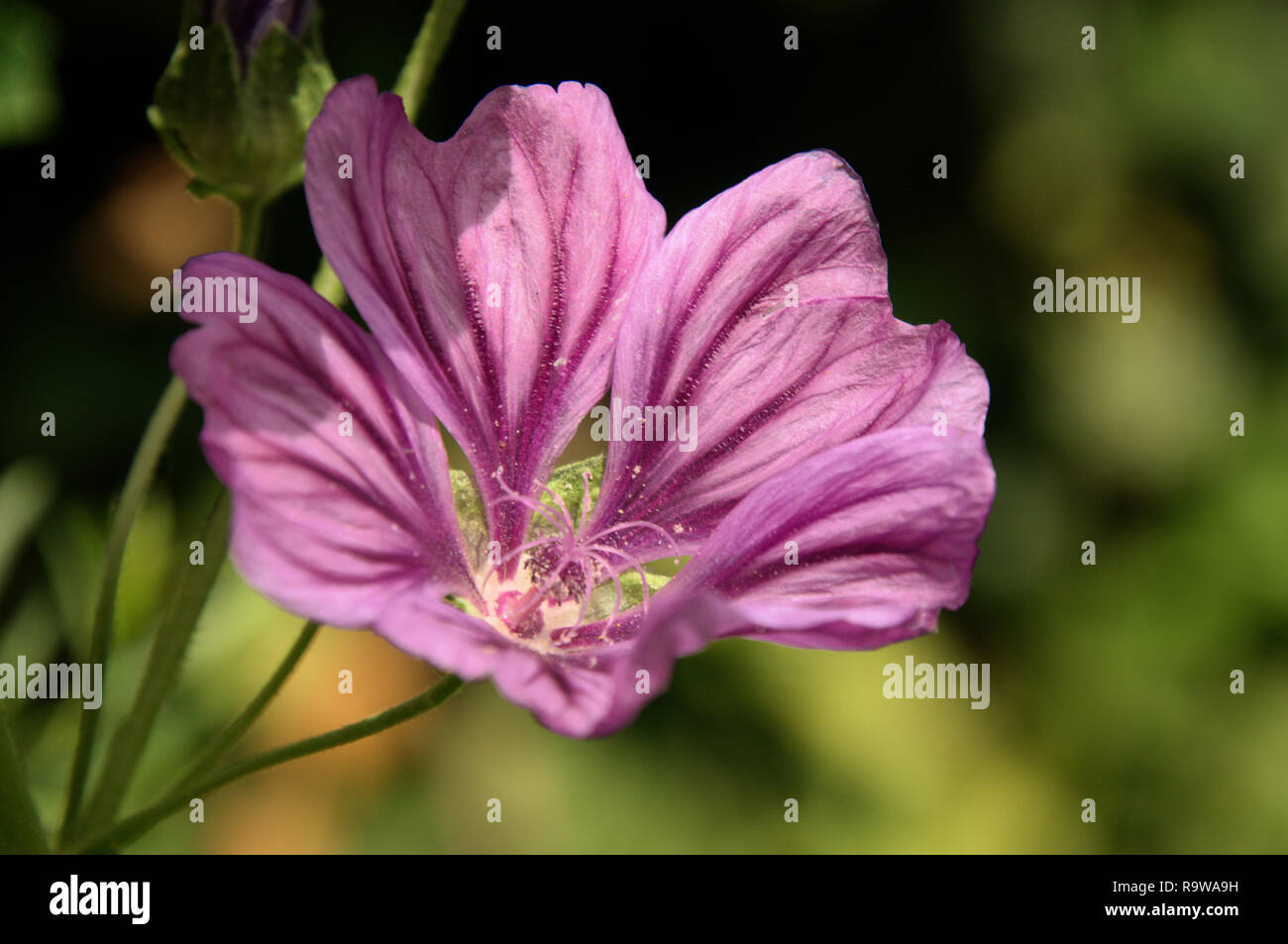 Malva officinalis hi-res stock photography and images - Alamy