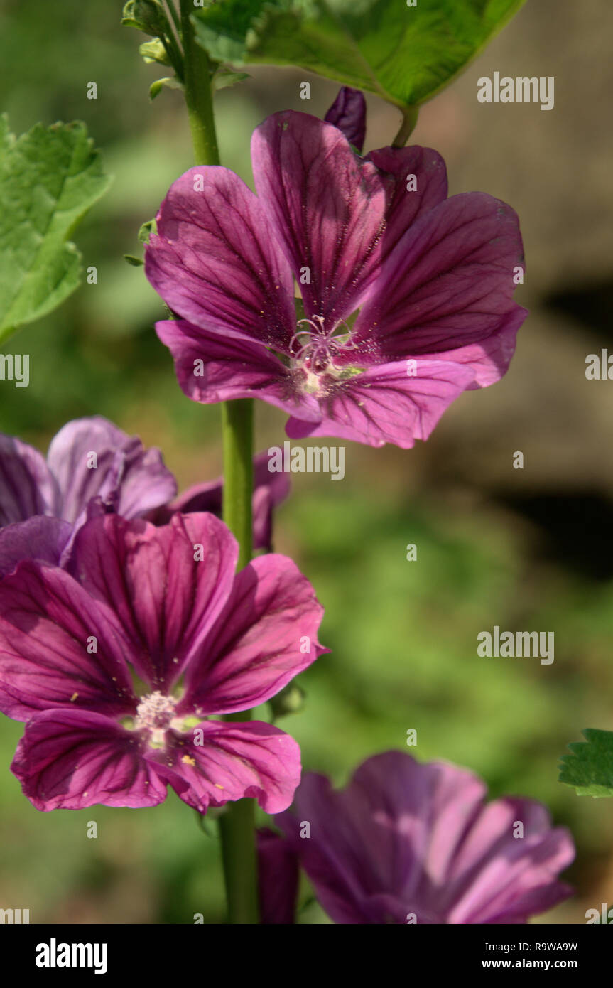 Bright flower of Malva officinalis in Swiss Summer garden Stock Photo ...