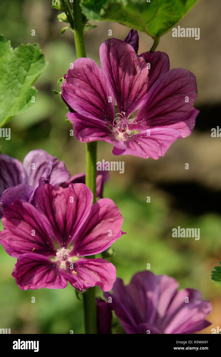 Bright flower of Malva officinalis in Swiss Summer garden Stock Photo ...