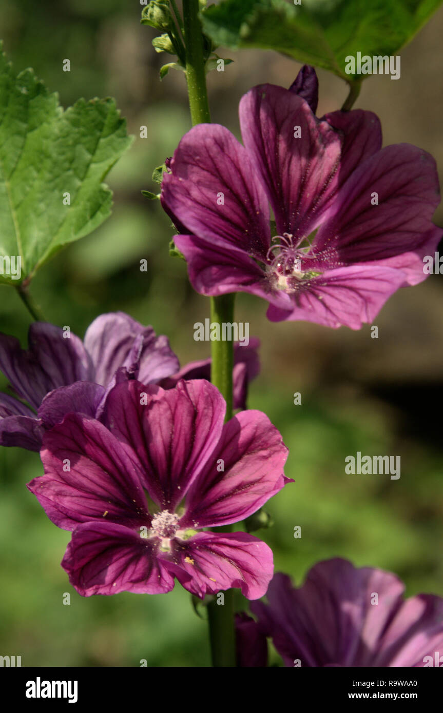 Bright flower of Malva officinalis in Swiss Summer garden Stock Photo ...