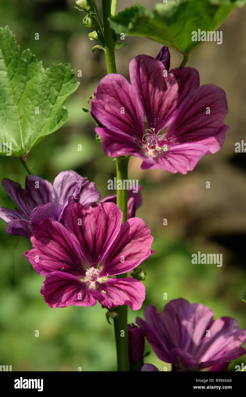 Bright flower of Malva officinalis in Swiss Summer garden Stock Photo ...