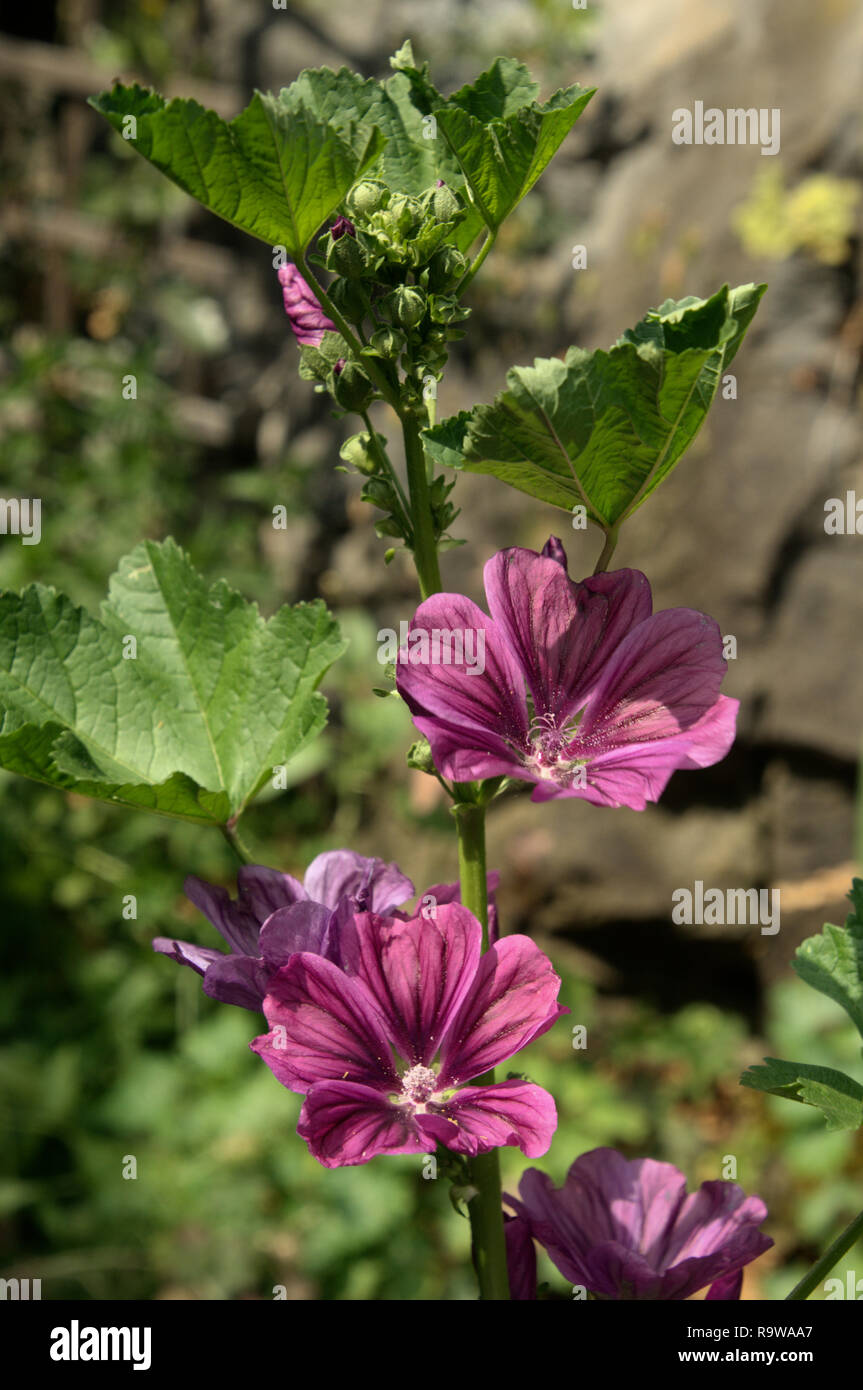 Bright flower of Malva officinalis in Swiss Summer garden Stock Photo ...