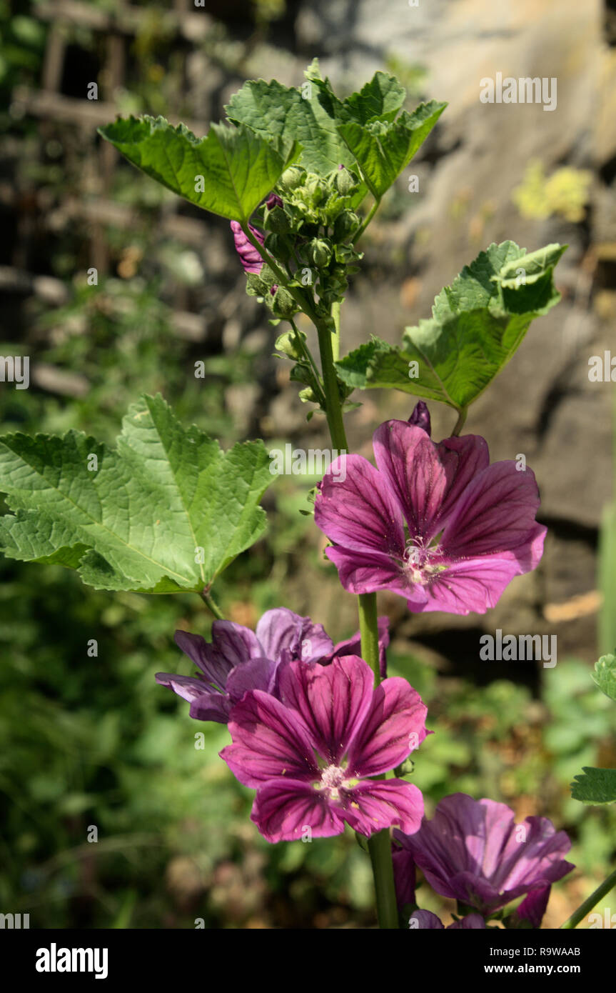 Bright flower of Malva officinalis in Swiss Summer garden Stock Photo ...