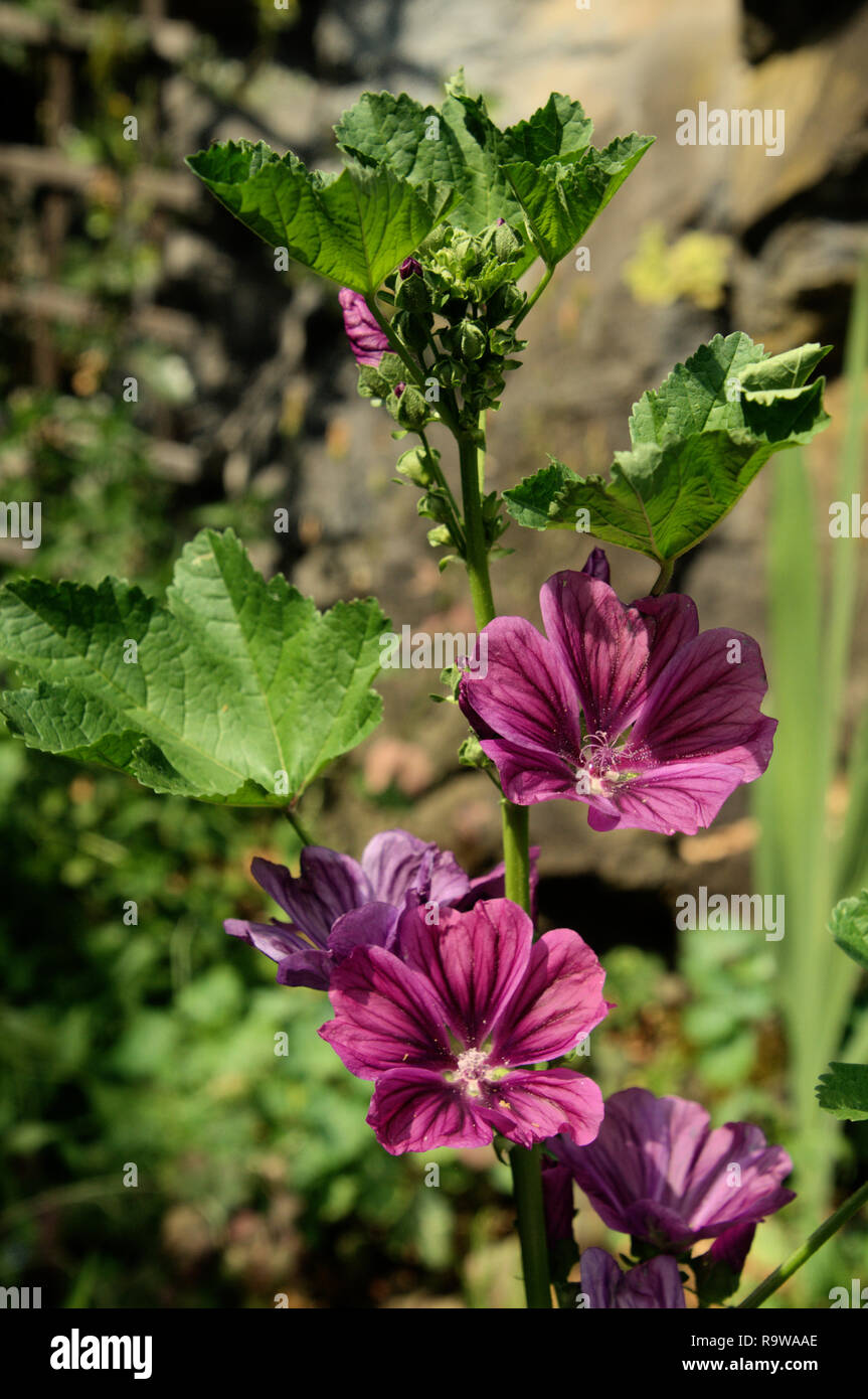 Bright flower of Malva officinalis in Swiss Summer garden Stock Photo ...