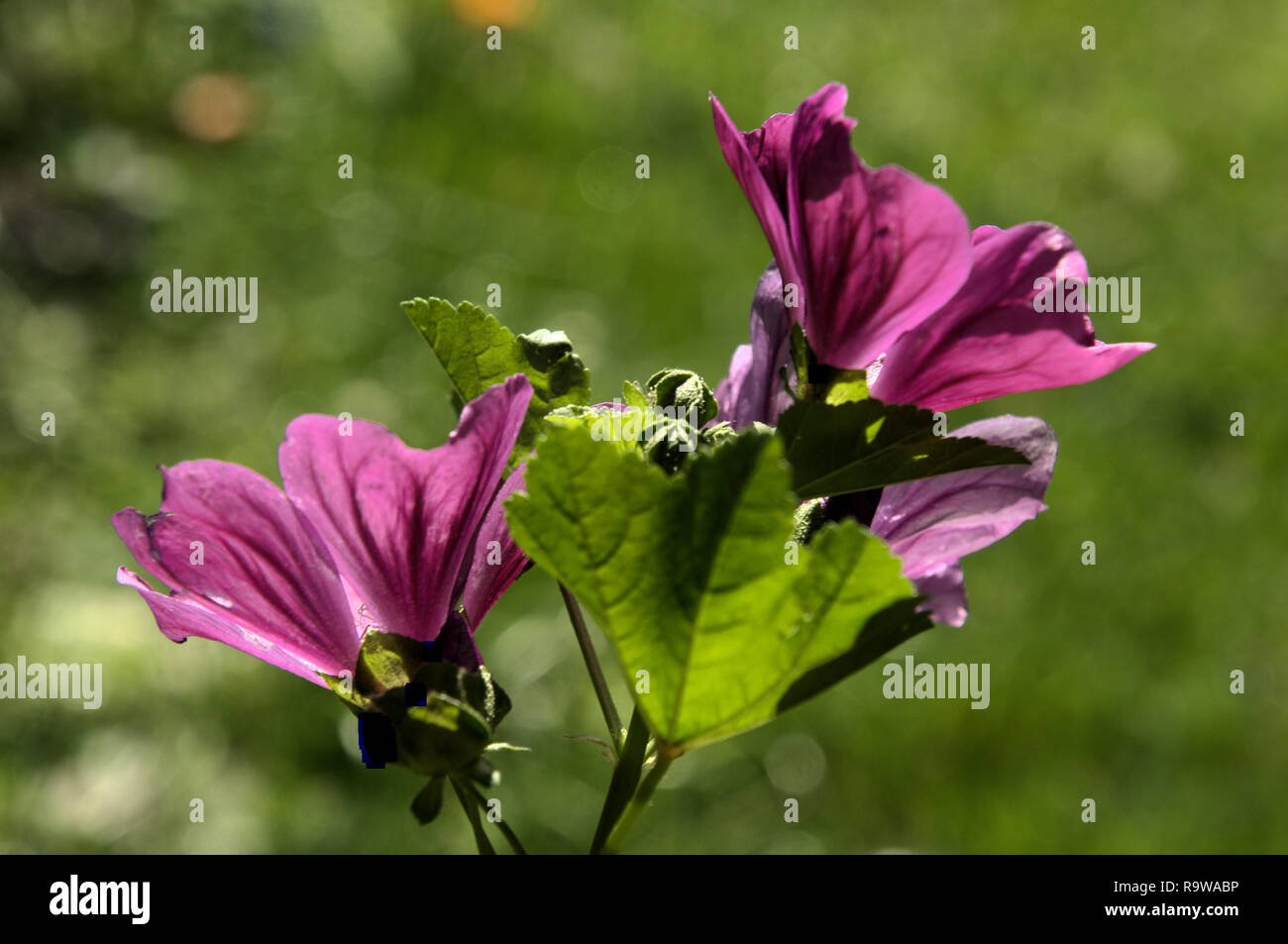 Malva officinalis hi-res stock photography and images - Alamy