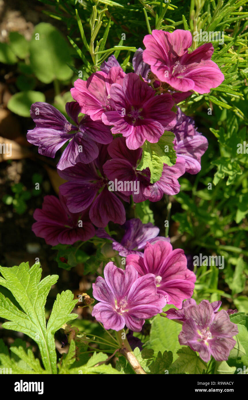 Malva officinalis hi-res stock photography and images - Alamy