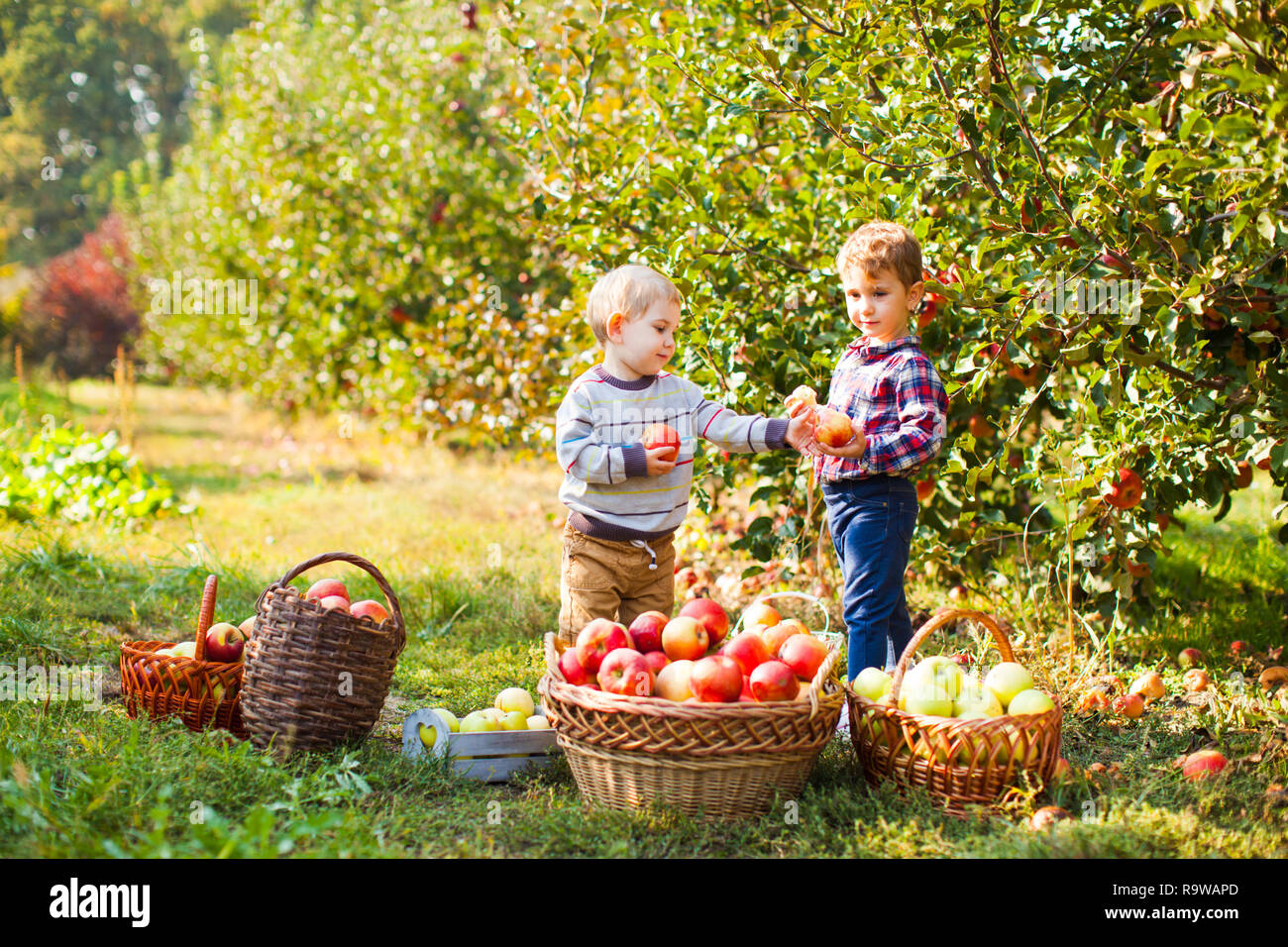 Curious boy filling his small basket with apples Stock Photo - Alamy