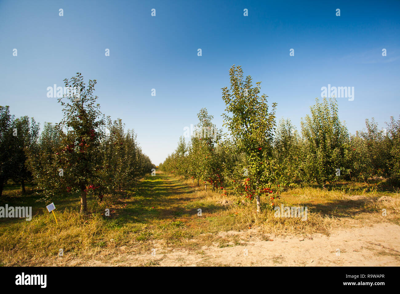 Apple tree nursery hi-res stock photography and images - Alamy