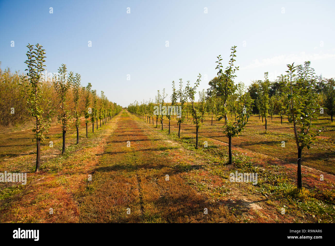 View of trees growing in rows at orchard Stock Photo - Alamy