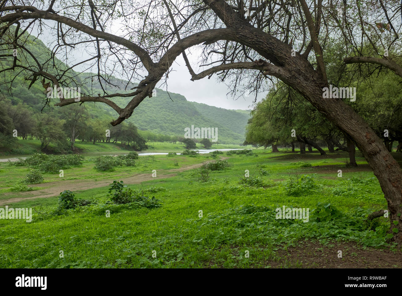 Wadi Darbat, near Salalah, Dhofar Province, Oman, during the khareef or ...