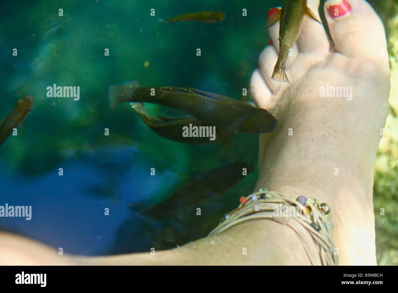 A natural fish spa in the crystal clear waters of a cenote in Mexico ...