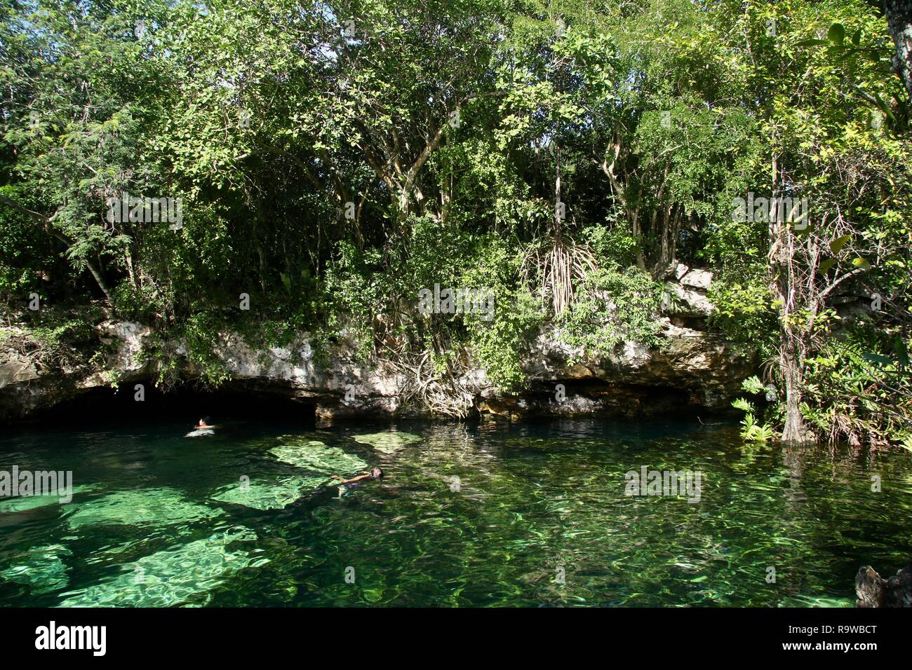 A natural open cenote in Mexico from an underground spring Stock Photo ...