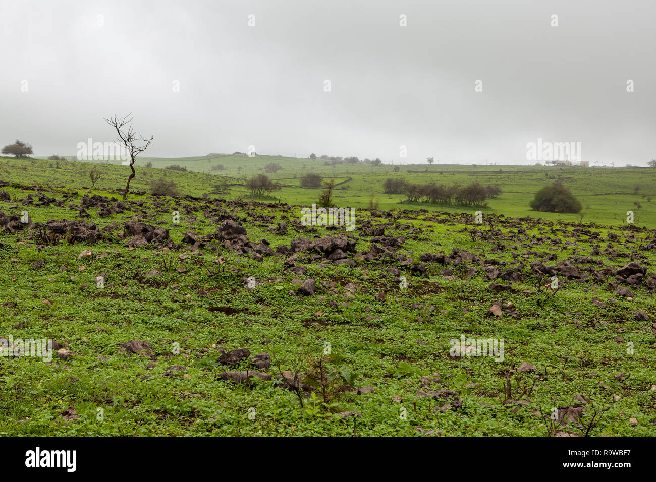 Green landscape near Salalah, Dhofar Province, Oman, during the annual ...