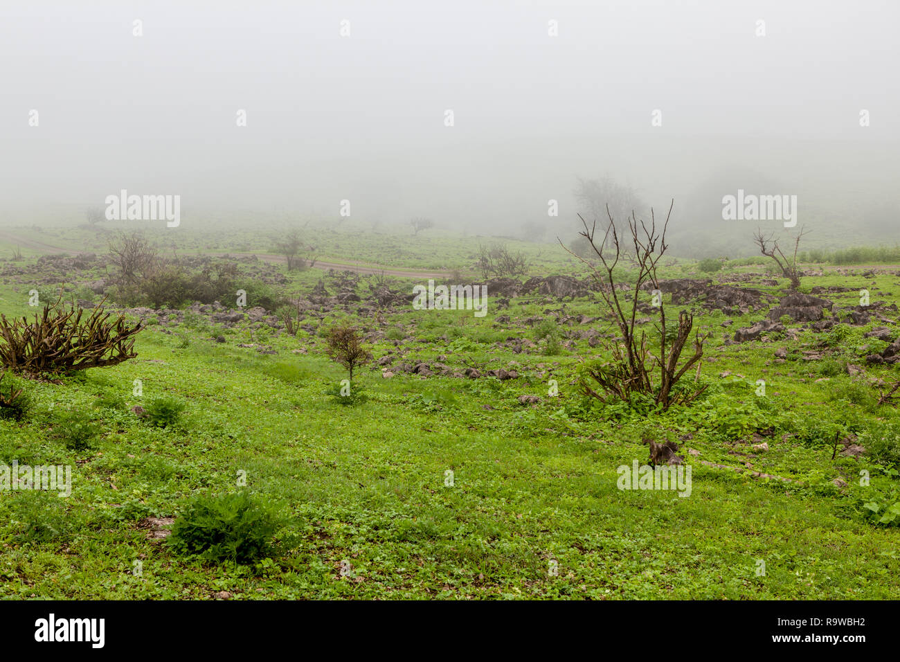 Green landscape near Salalah, Dhofar Province, Oman, during the annual ...