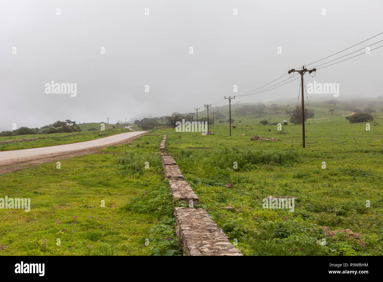Green landscape near Salalah, Dhofar Province, Oman, during the annual ...