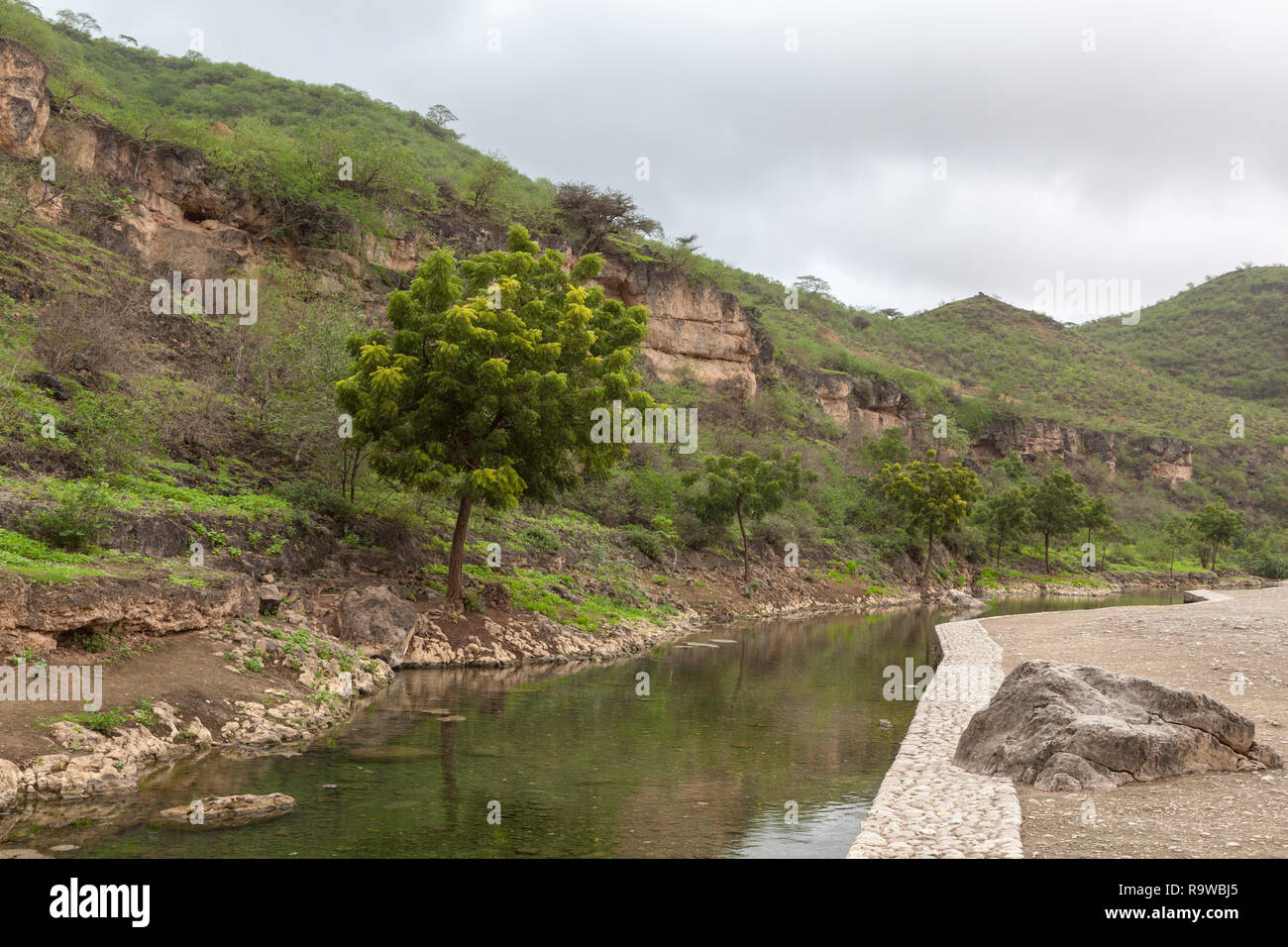 Spring near Salalah, Dhofar Province, Oman, during Khareef monsoon ...
