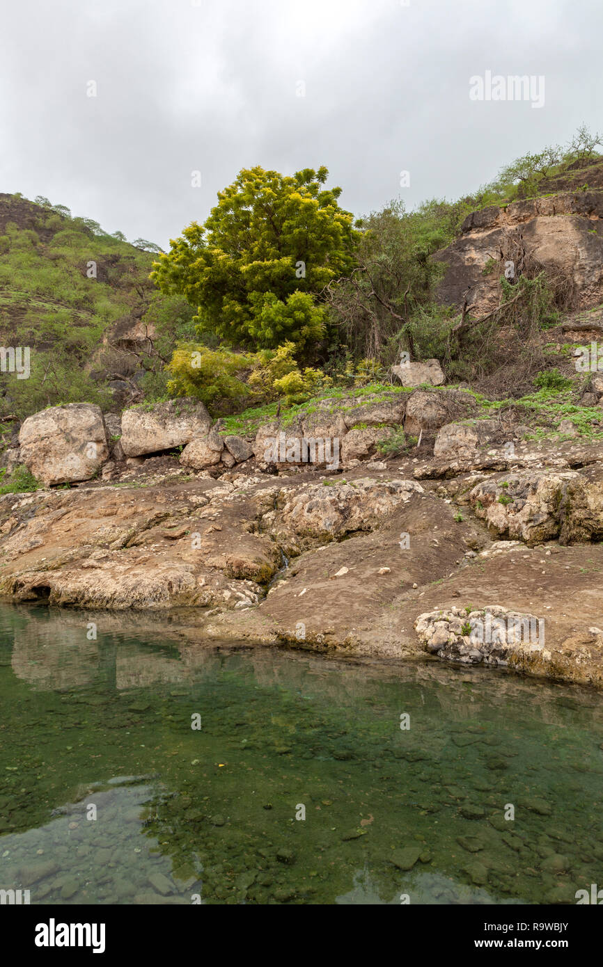 Spring near Salalah, Dhofar Province, Oman, during Khareef monsoon ...