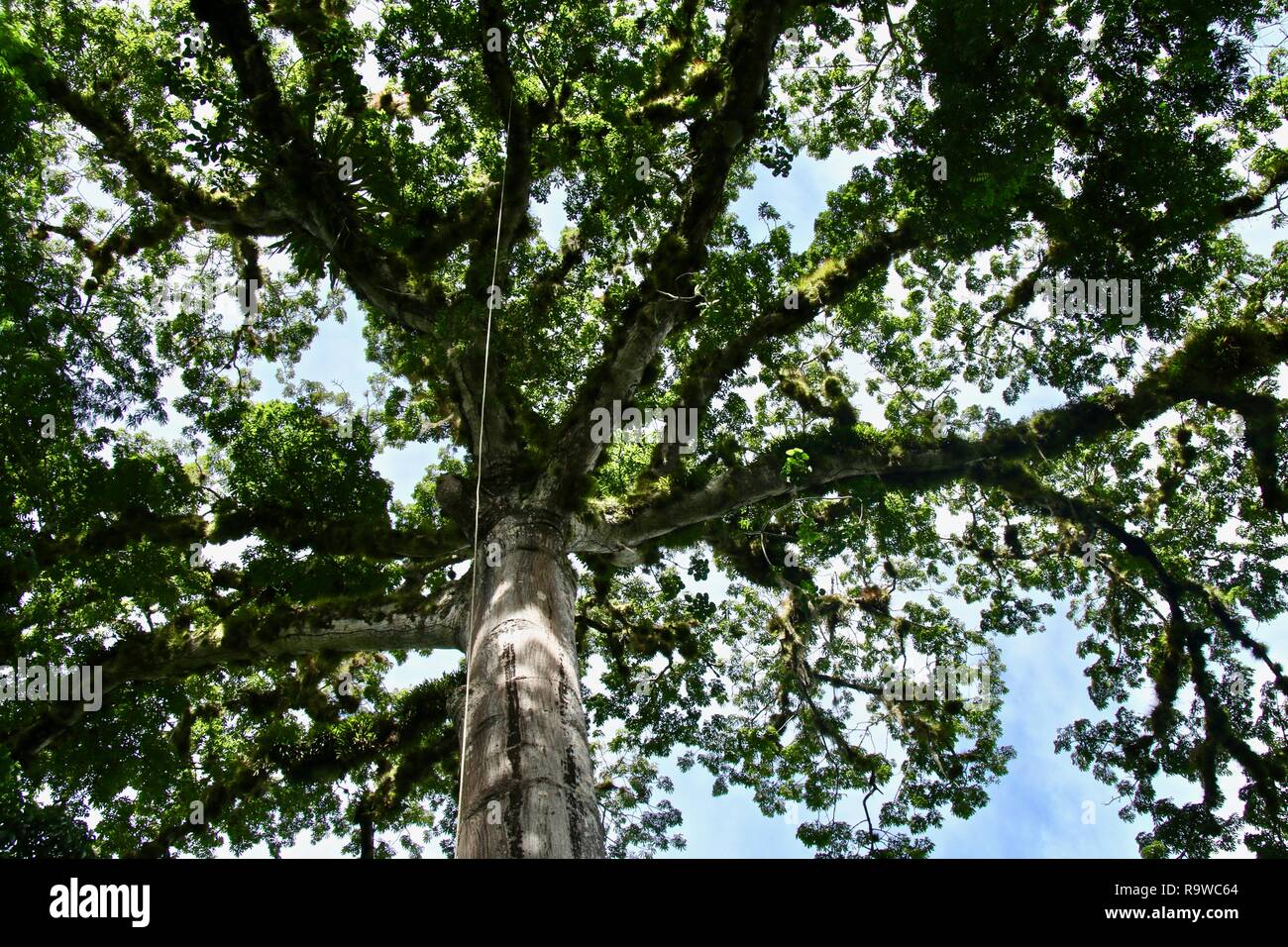 In the jungle lying under a giant white ceiba trees canopy and looking ...