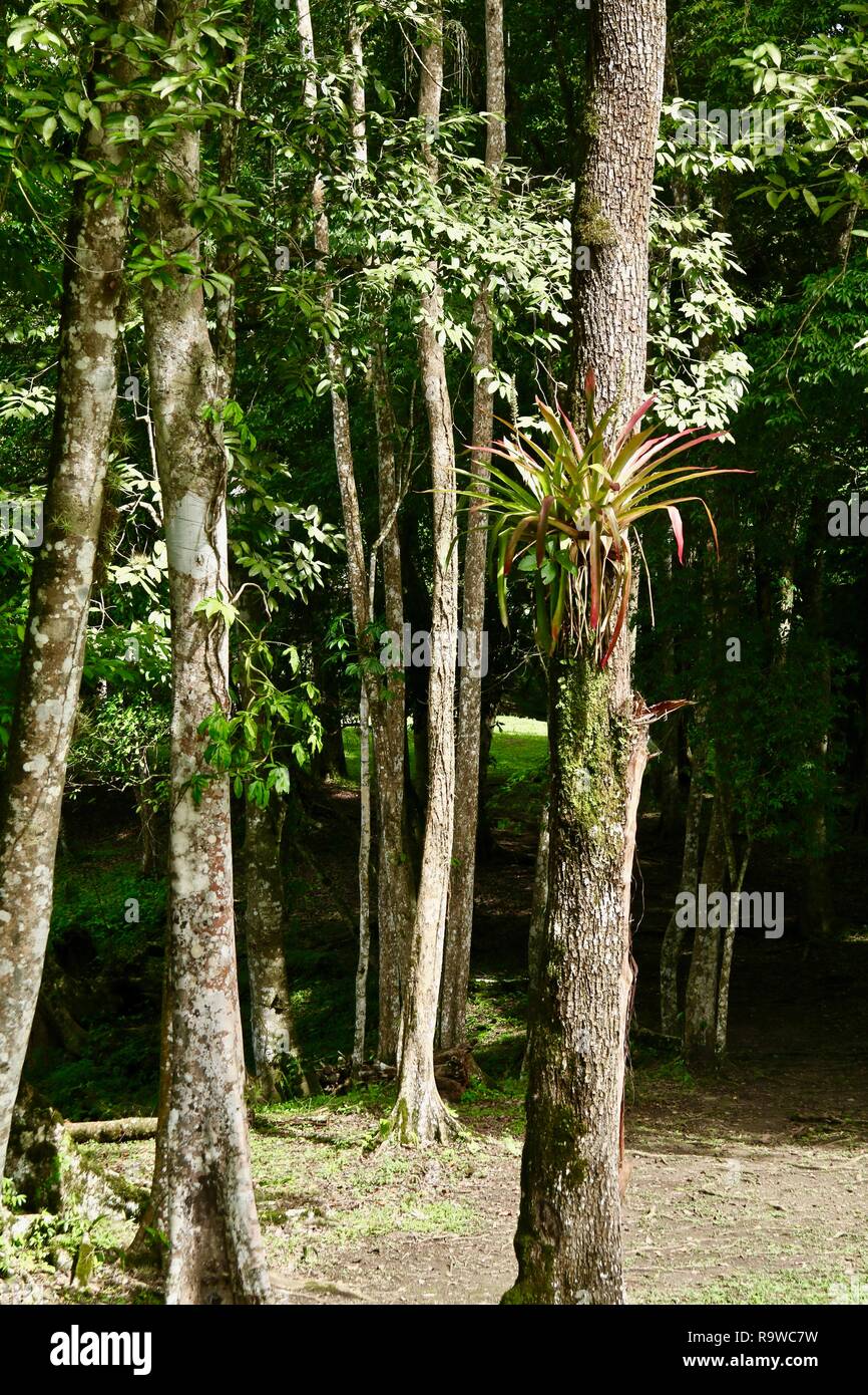 Jungle trees trunks hi-res stock photography and images - Alamy