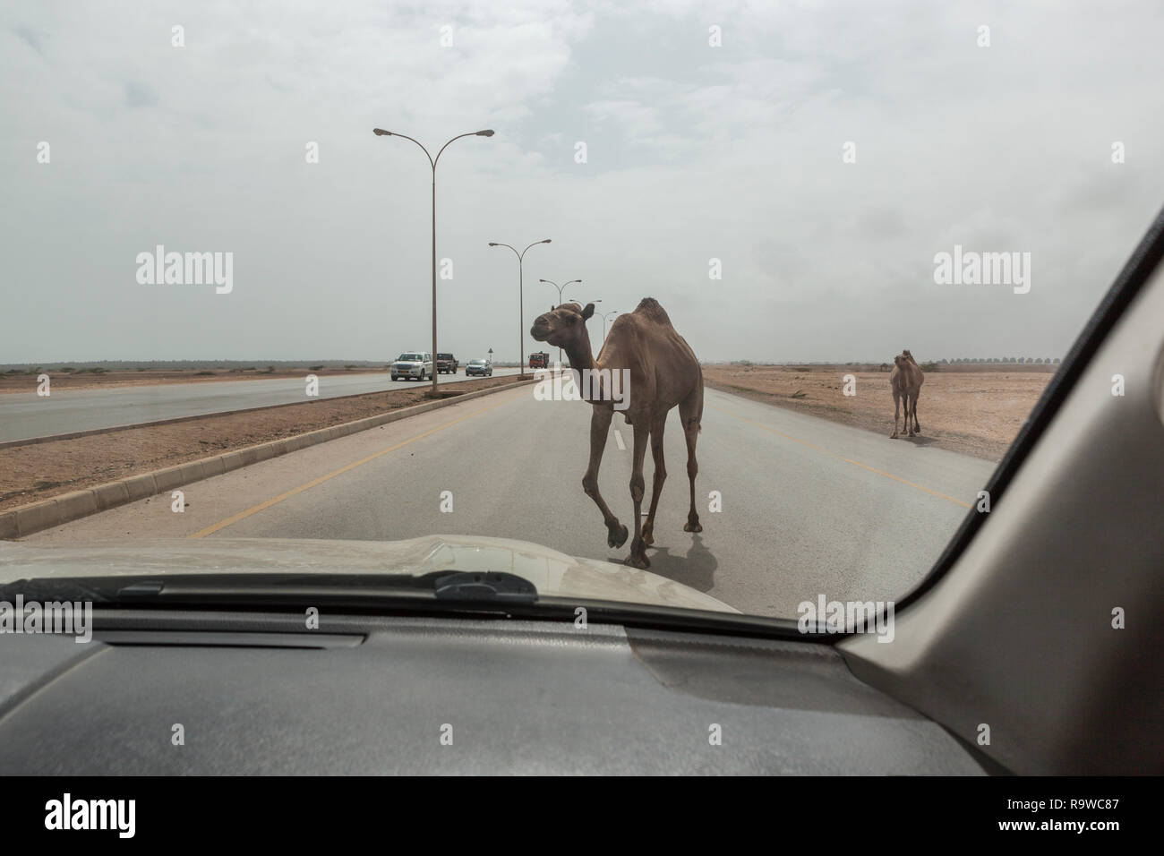 View through a windscreen of a 4x4 of camels wandering on the road ...