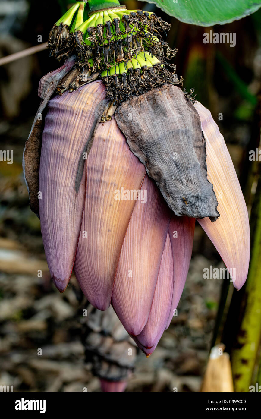 Banana Tree Flower High Resolution Stock Photography and Images - Alamy
