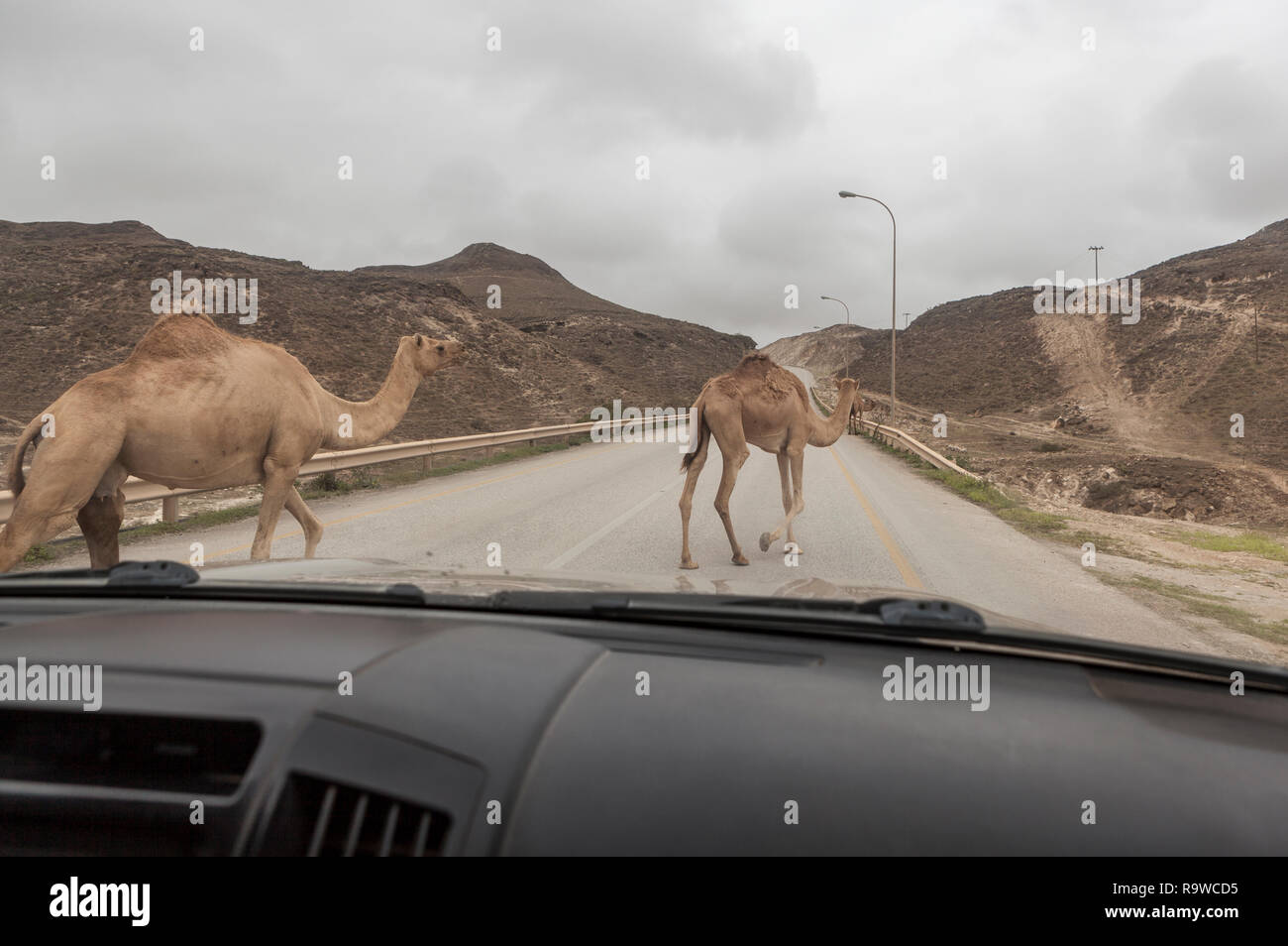 View through a windscreen of a 4x4 of camels wandering across the road ...