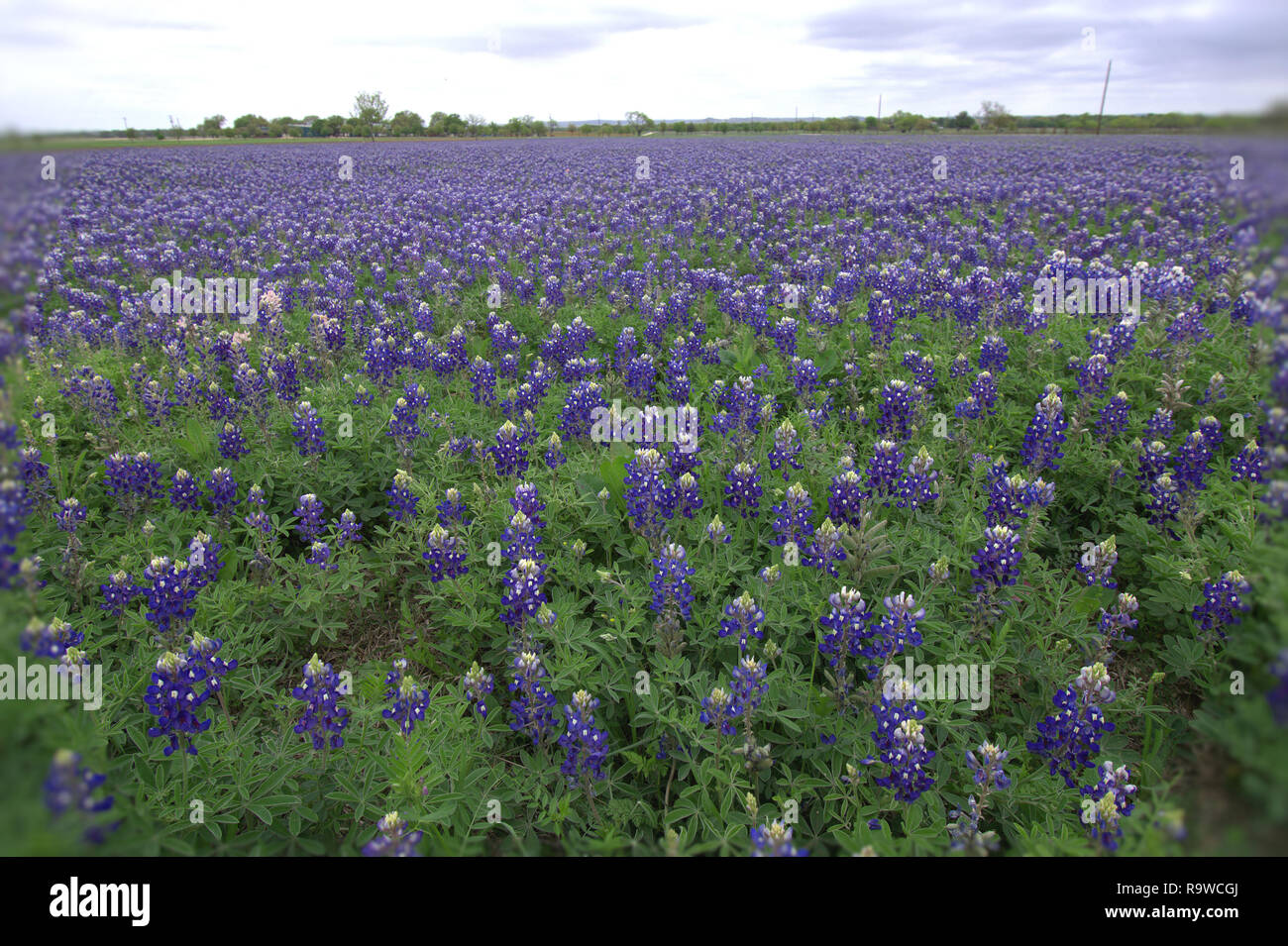 Field of Texas Bluebonnets Stock Photo - Alamy