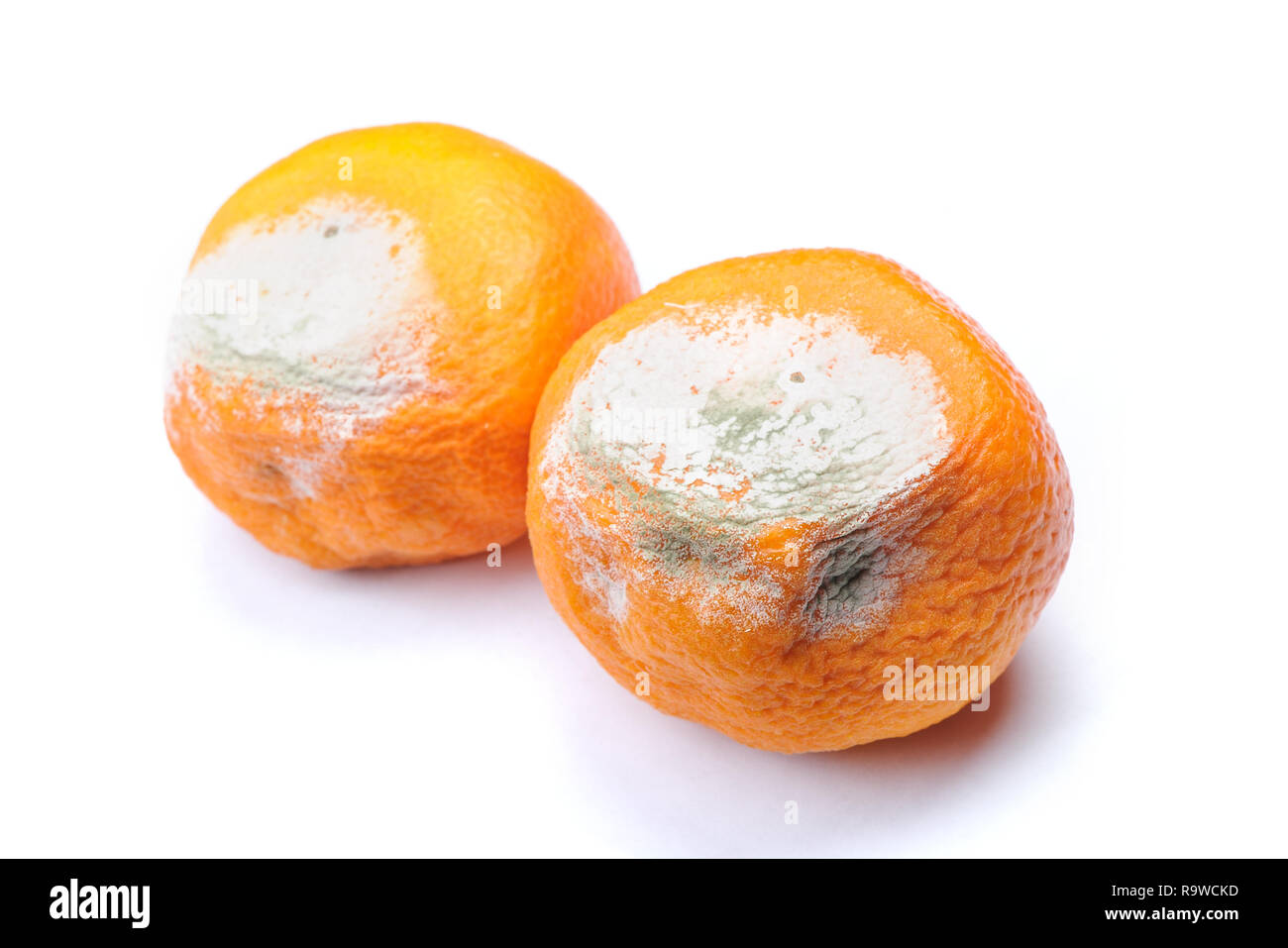 Group of mouldy rotten mandarins isolated on white background Stock ...