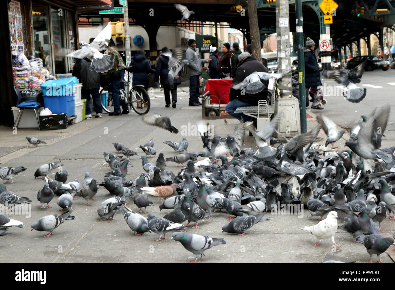 New York, NY, USA. 28th. Dec, 2018. Feeding pigeons invades busy ...