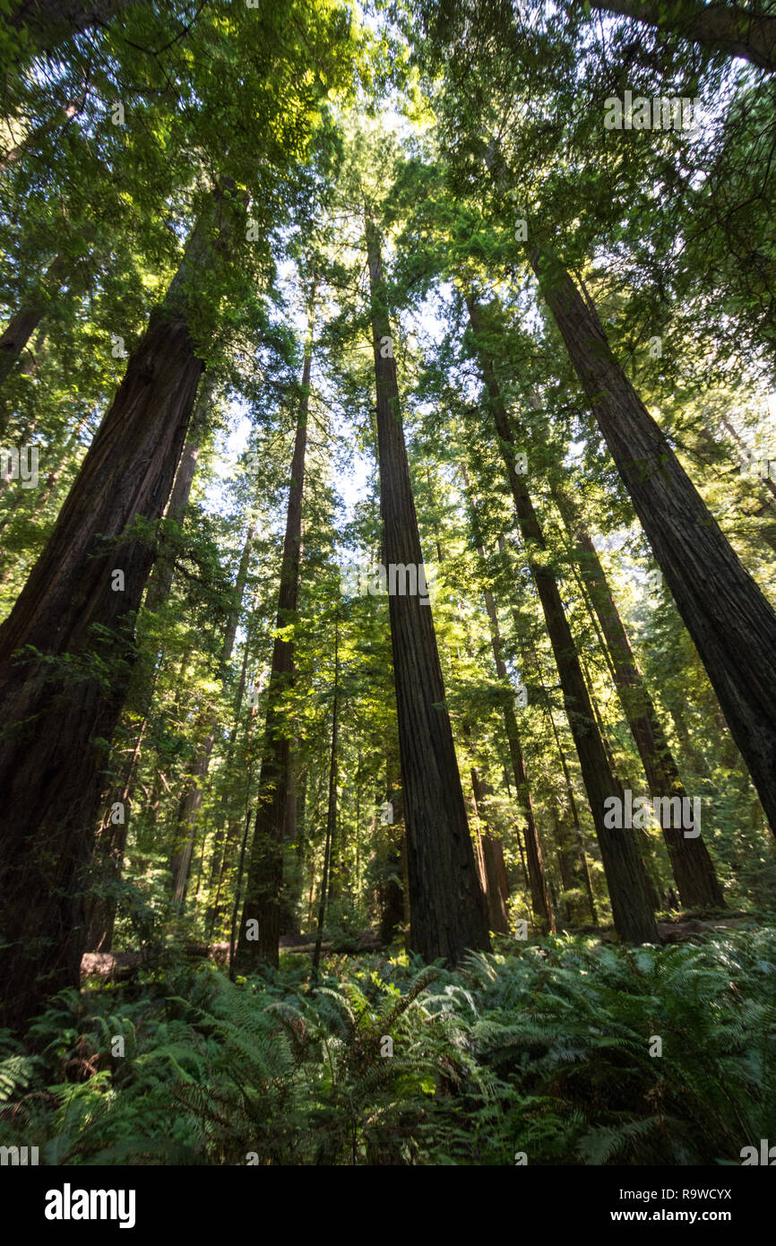 Giant trees in a forest grove of Redwood trees in Redwood National Park ...