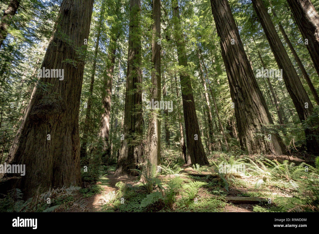 Giant redwoods scale hi-res stock photography and images - Alamy