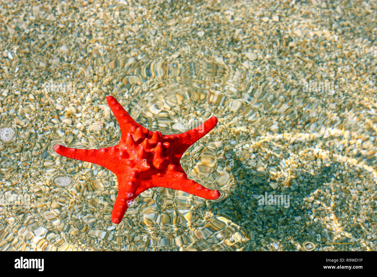 Beautiful red starfish with shadow in shallow water Stock Photo - Alamy