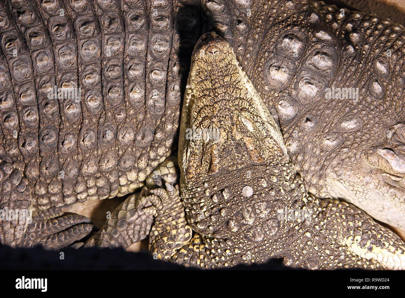 Two crocodiles, closeup Stock Photo - Alamy