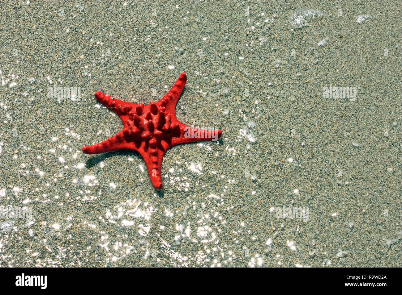 Beautiful red starfish in shallow water Stock Photo - Alamy