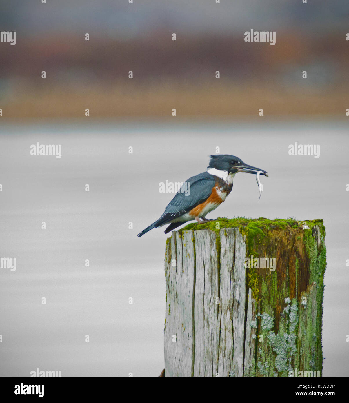 Female belted kingfisher hi-res stock photography and images - Alamy