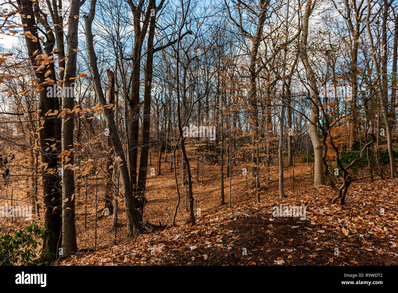 Aviary covered hi-res stock photography and images - Alamy