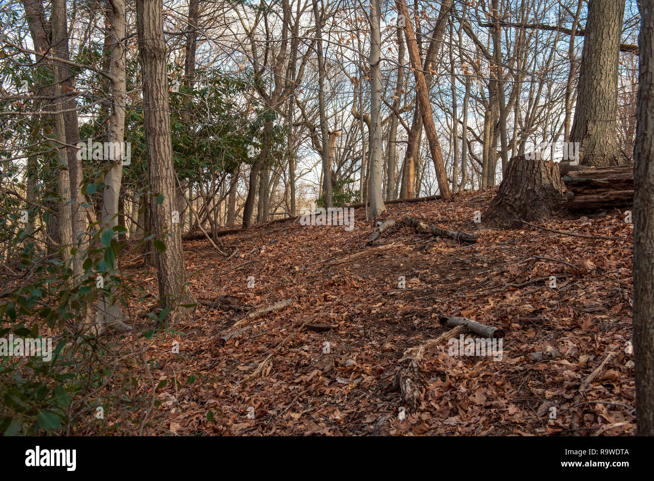 Photo looking up a hillside and trees on a cold winter morning Stock ...