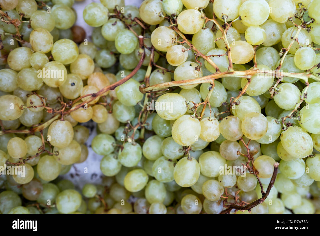 mountain of green grape clusters for fruit shop Stock Photo - Alamy