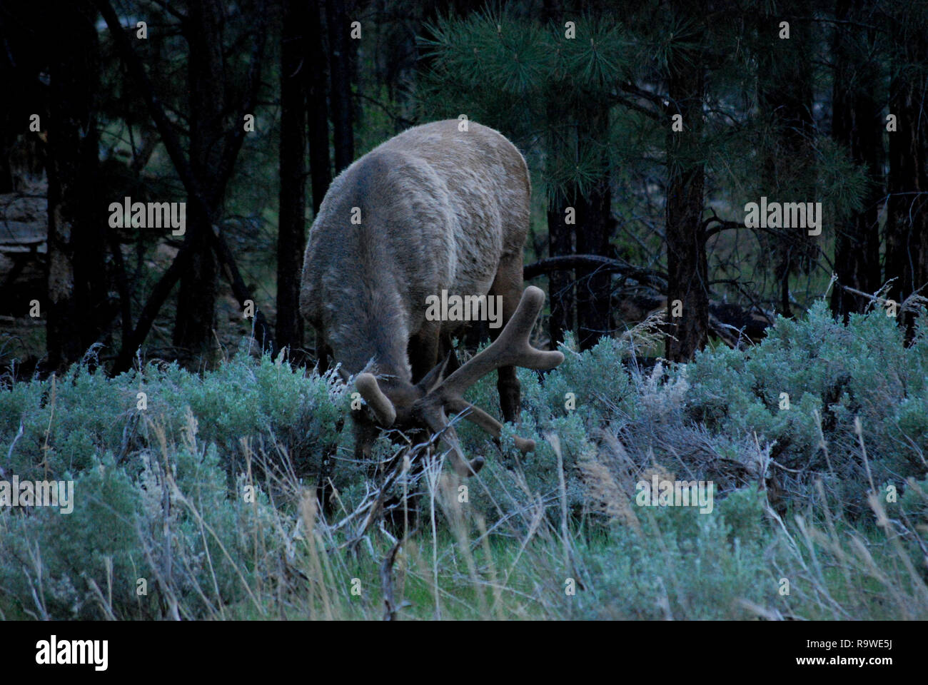 Mammals red deer hi-res stock photography and images - Alamy