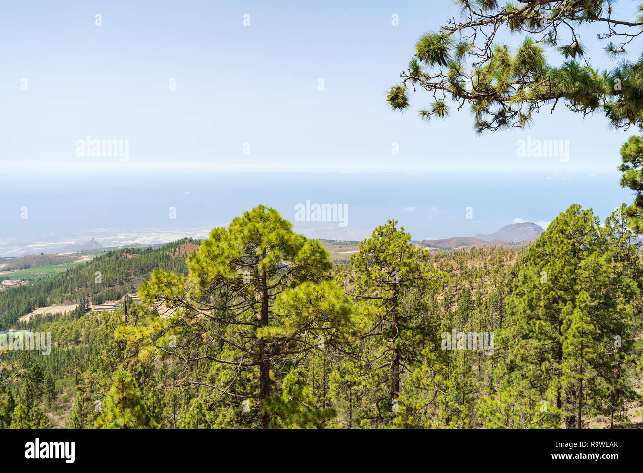 Canarian pine pinus canariensis hi-res stock photography and images - Alamy