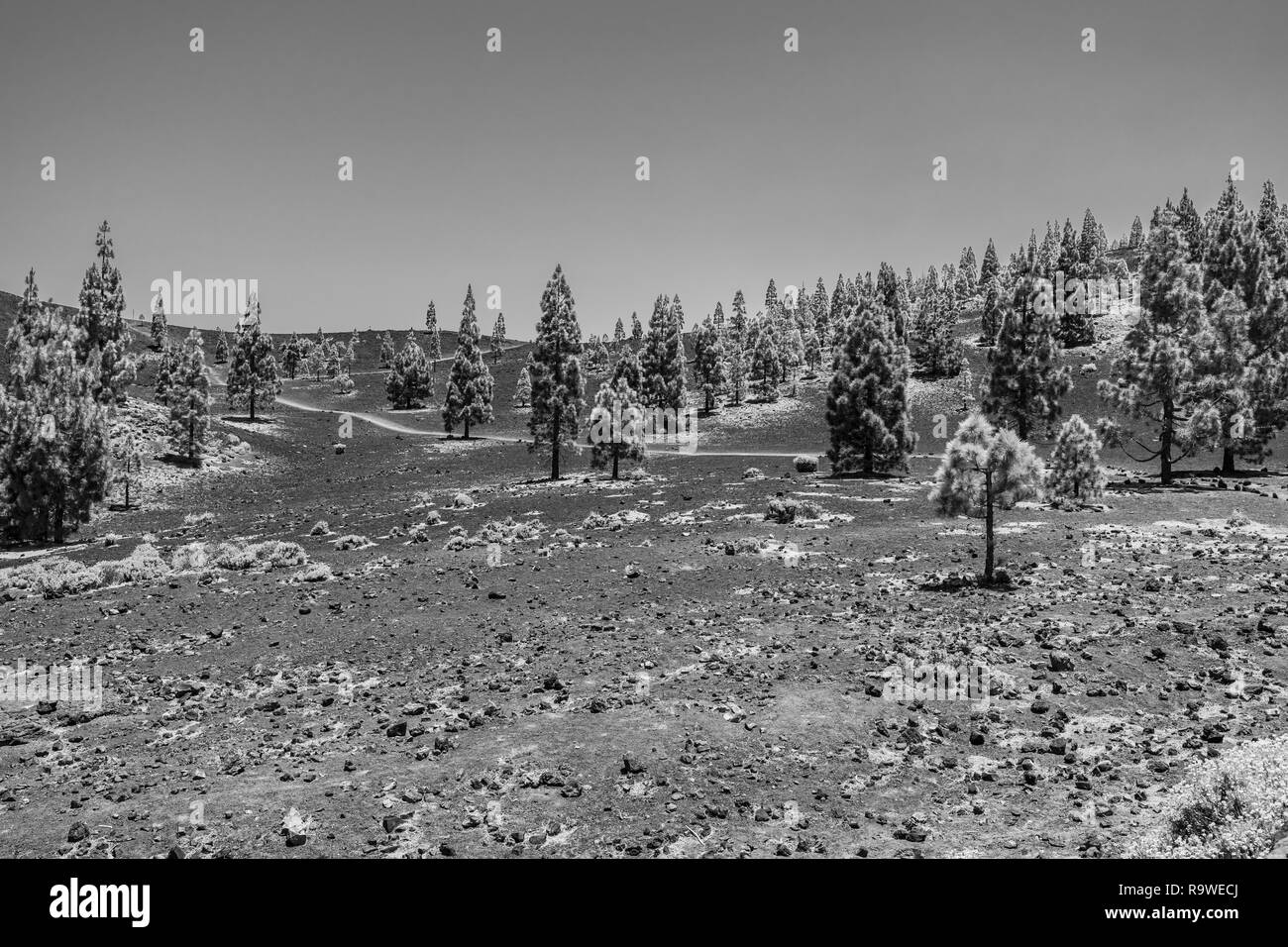 Tree thickets Black and White Stock Photos & Images - Alamy