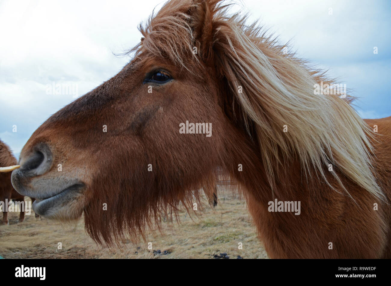 The cheesy brown woolen head of an Icelandic horse, the dark blue ...